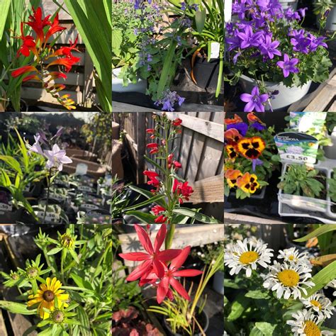 Angel Gardens Some Late Summer Flowering Beauties Here
