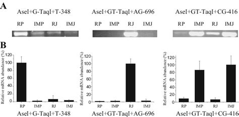 Consistent Relative Mrna Abundance Of Three Tdfs Revealed By Cdna Aflp