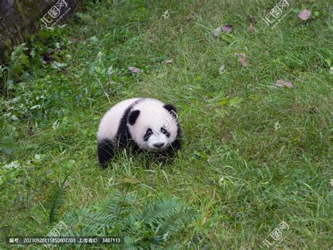 约3月龄大熊猫双重喜庆陆地动物动物摄影摄影素材汇图网