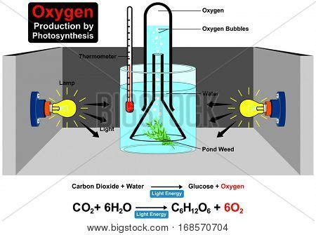 Oxygen Production By Vector Photo Free Trial Bigstock
