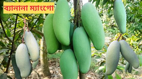 ব্যানানা ম্যাংগো চাষে আগ্রহ বাড়ছে চাষীদের ।। Banana Mango Farming In