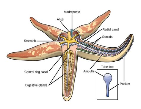 Lesson 12 Phylum Echinodermata Pdf