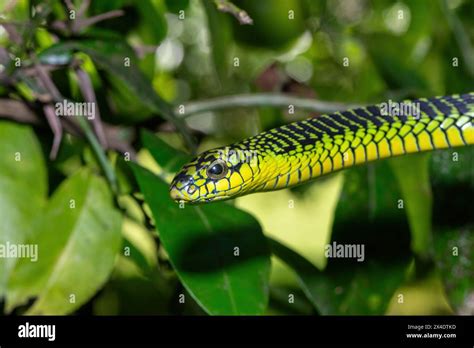 The Vibrant Colours Of A Highly Venomous Adult Male Boomslang