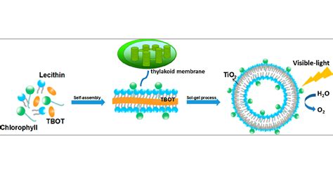 Thylakoid