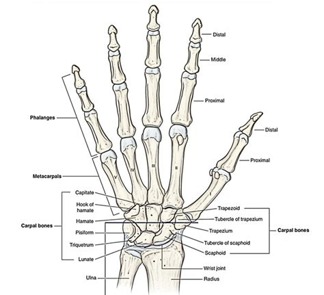 Hamate Bone Earth S Lab