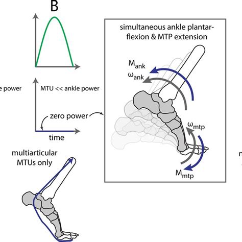 Conceptual Summary Of Ankle Joint Vs Muscle Tendon Unit Mtu