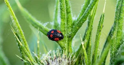 What Are The Flying Bugs In My Lawn And Get Rid Of Them