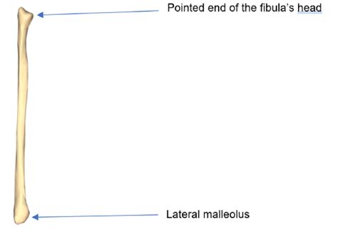 Humerus Bone Unlabeled