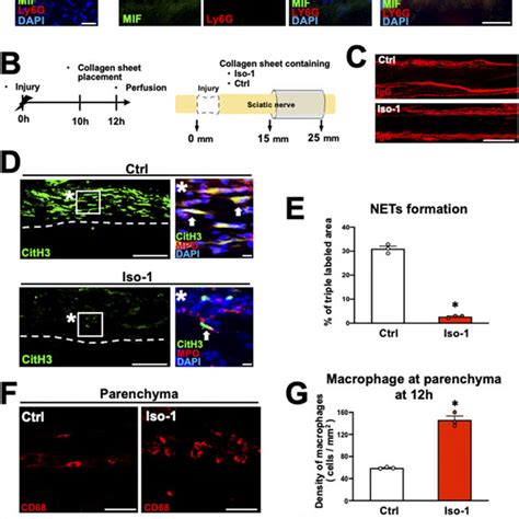 Migration Inhibitory Factor Mif Secreted From Neutrophils Promotes