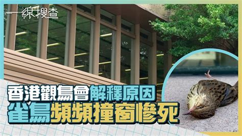 雀鳥撞窗慘死！觀鳥會單月錄29宗疑 鳥撞 意外 促外牆貼防鳥撞貼紙 一線搜查 Youtube