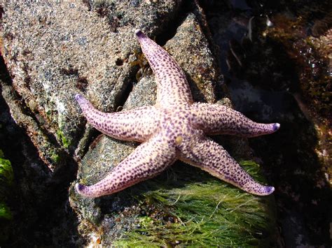 기타 아무르불가사리 기타 생물종 Bric