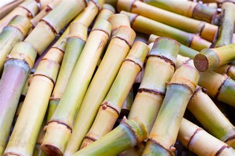 Subproduto Bagaço De Cana De Açúcar Na Nutrição Animal Agro News