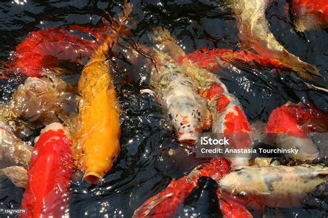 정원에서 연못에서 먹이를 주는 아름다운 잉어 잉어 잉어 고이 연못의 일본 잉어 잉어는 물 에서 떠 위에서 보기 노란 물고기 오렌지 물고기 한 곳에서 많은 다채로운 물고기