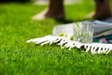 Red Fescue Chewings Fescue