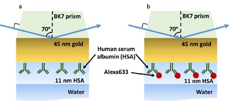 The Schematic Representation Of The Two Modeled Structures A Bk7au