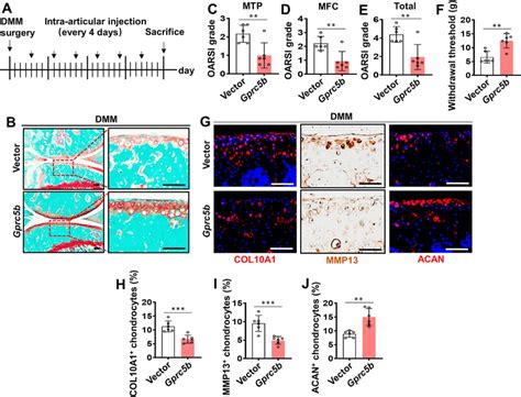 Overexpression Of Gprc5b Ameliorates Oa Pathogenesis In Mice A