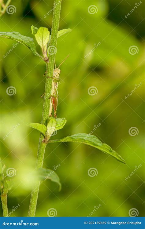 Grasshopper Hide Their Enemies Stock Image Image Of Animal Grass