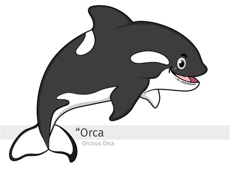 Premium Vector Orca Cartoon Illustration Orcinus