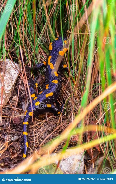 A Salamander In The Grass Stock Image Image Of Amphibious 259769971