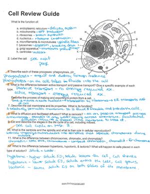 Solved A Female Pelvis Has A Pubic Arch Angle Between And Degrees AP Sports Anatomy