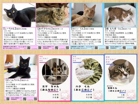 保護猫里親会のご案内 泉南動物病院