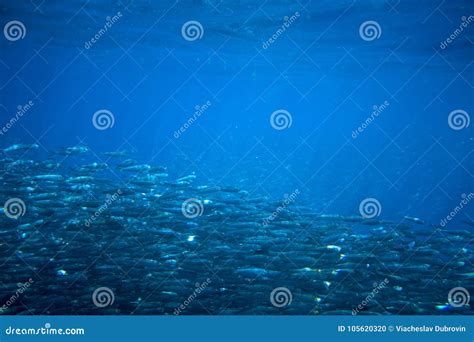 Sardines School In Deep Blue Sea Massive Fish School Undersea Photo