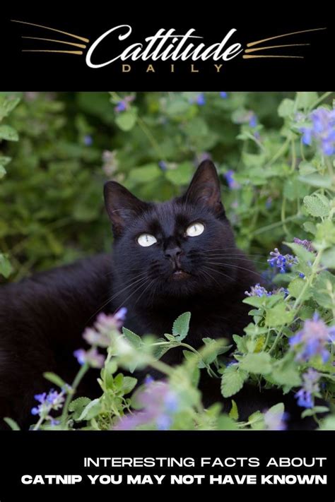 Interesting Facts About Catnip Unveiling The Mysteries Interesting Facts About Catnip Unveiling The Mysteries