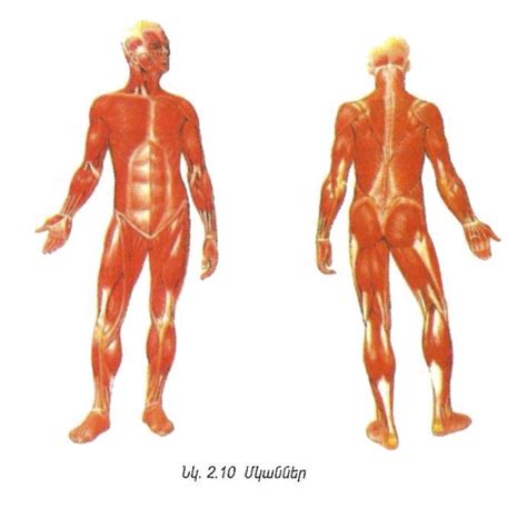 Օրգան համակարգեր Բժշկություն