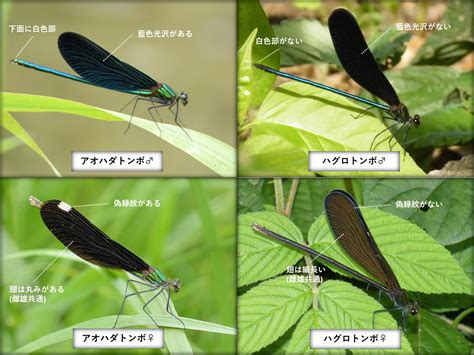 カワトンボ科 Calopterygidae ざっそう屋