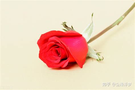 暗恋漂亮女领导，痛并快乐着 知乎