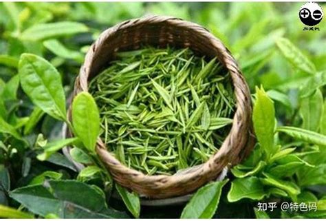 特色码柏塘山茶特色档案 知乎