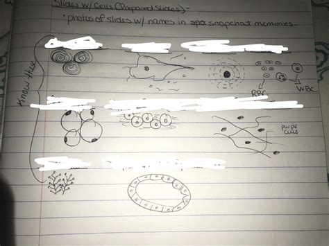 Tissues Lab 1 Diagram Quizlet