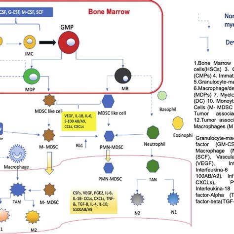 Development And Progression Of Mdscs In Normal Myelopoiesis Based On