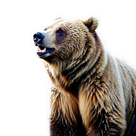 Download Grizzly Bear Image Png Jfe15