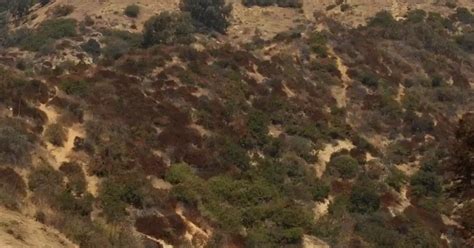El Famoso Letrero De Hollywood Cumple 100 Años De Historia Y Símbolo