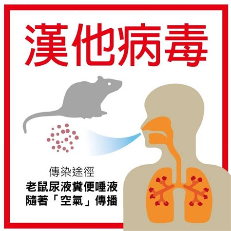 國內現今年第4例染漢他病毒 北部40多歲男性沒被鼠咬也中鏢