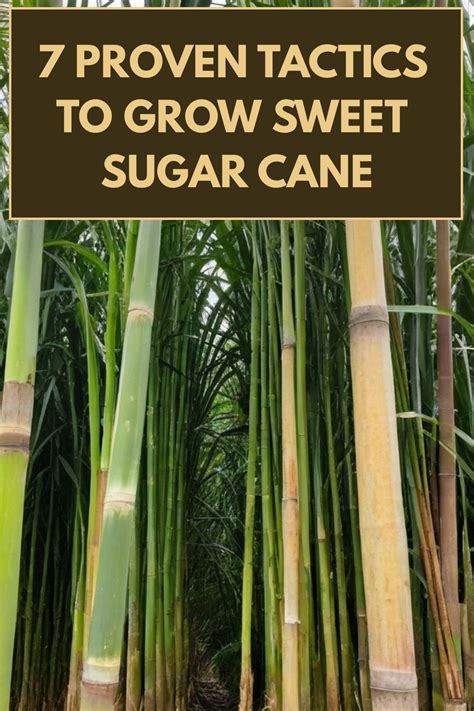 Best 13 How To Grow Sugar Cane In Containers Artofit