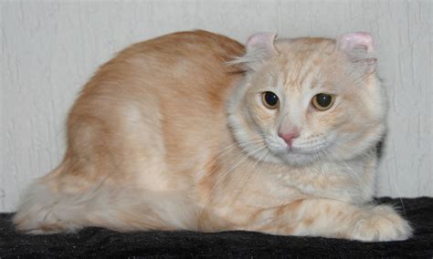 Breed Comparisons American Curl Longhair World Cat Congress