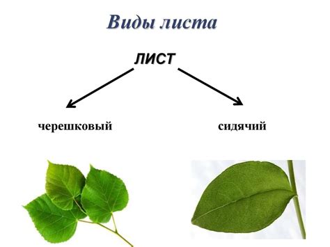 Листья. Строение внешнее и внутреннее - презентация онлайн