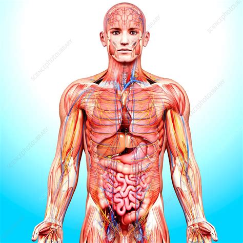 Male Anatomy Artwork Stock Image F0081502 Science Photo Library