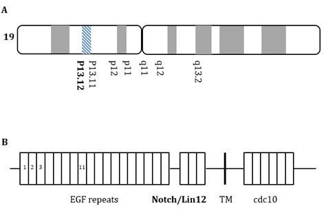 Notch3 Gene Mutations A Notch3 Gene Located On Chromosome 19p1312