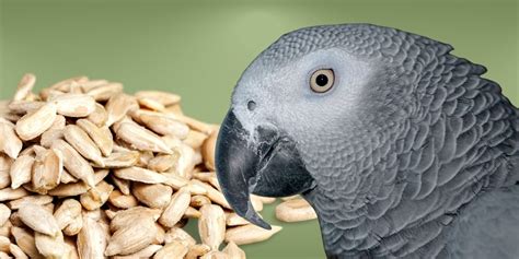 Can Birds Eat Sunflower Seeds The Dos And Donts