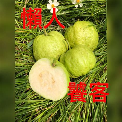 【懶人嚴選】屏東大武山新鮮水蜜芭樂少籽果肉多每斤2 3顆預購中 蝦皮購物