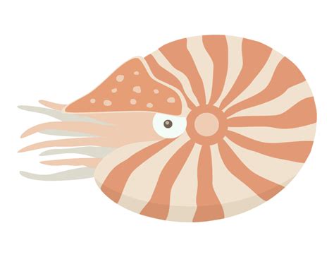 オウムガイのイラスト 無料のフリー素材 イラストエイト