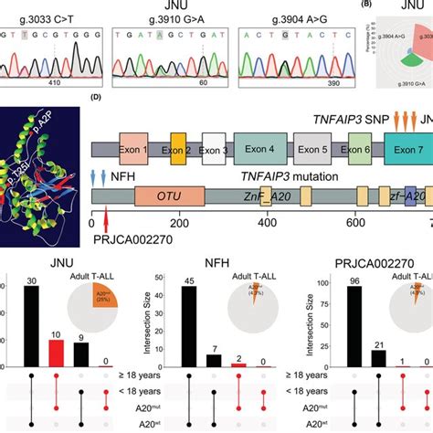 Mutation Patterns Of Tnfaip3 In T‐all A Representative Tnfaip3 Download Scientific Diagram