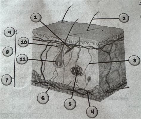 Integumentary System Labeled Diagram Quizlet