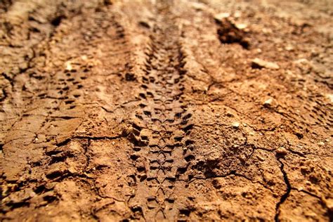 Bike Tire Tracks On Muddy Trail Royalty Tire Tracks On Wet Muddy Road
