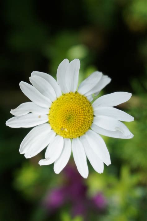 카밀레 꽃 공장 Pixabay의 무료 사진 Pixabay