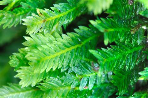 Groot Vedermos Ecopedia