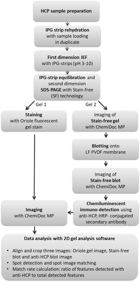 Hcp Antibody Effectiveness Analysis Service Mtoz Biolabs